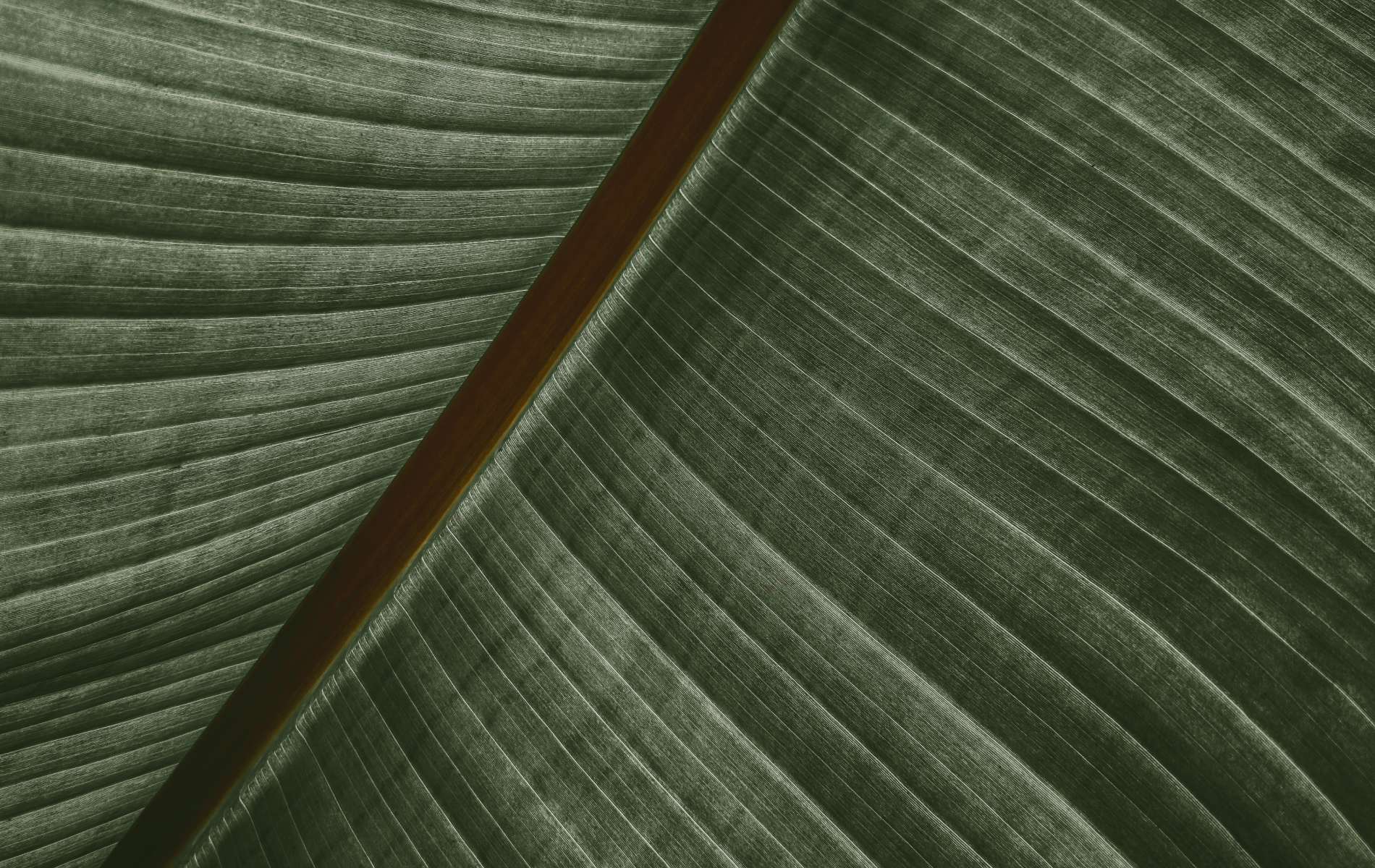 Top Down Tree Removal - Home